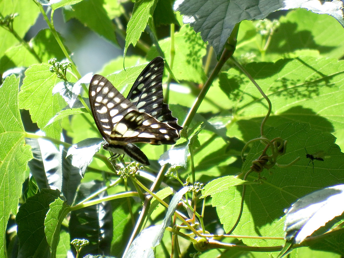 屋久島発 田舎暮らし通信: アオスジアゲハの桃源郷